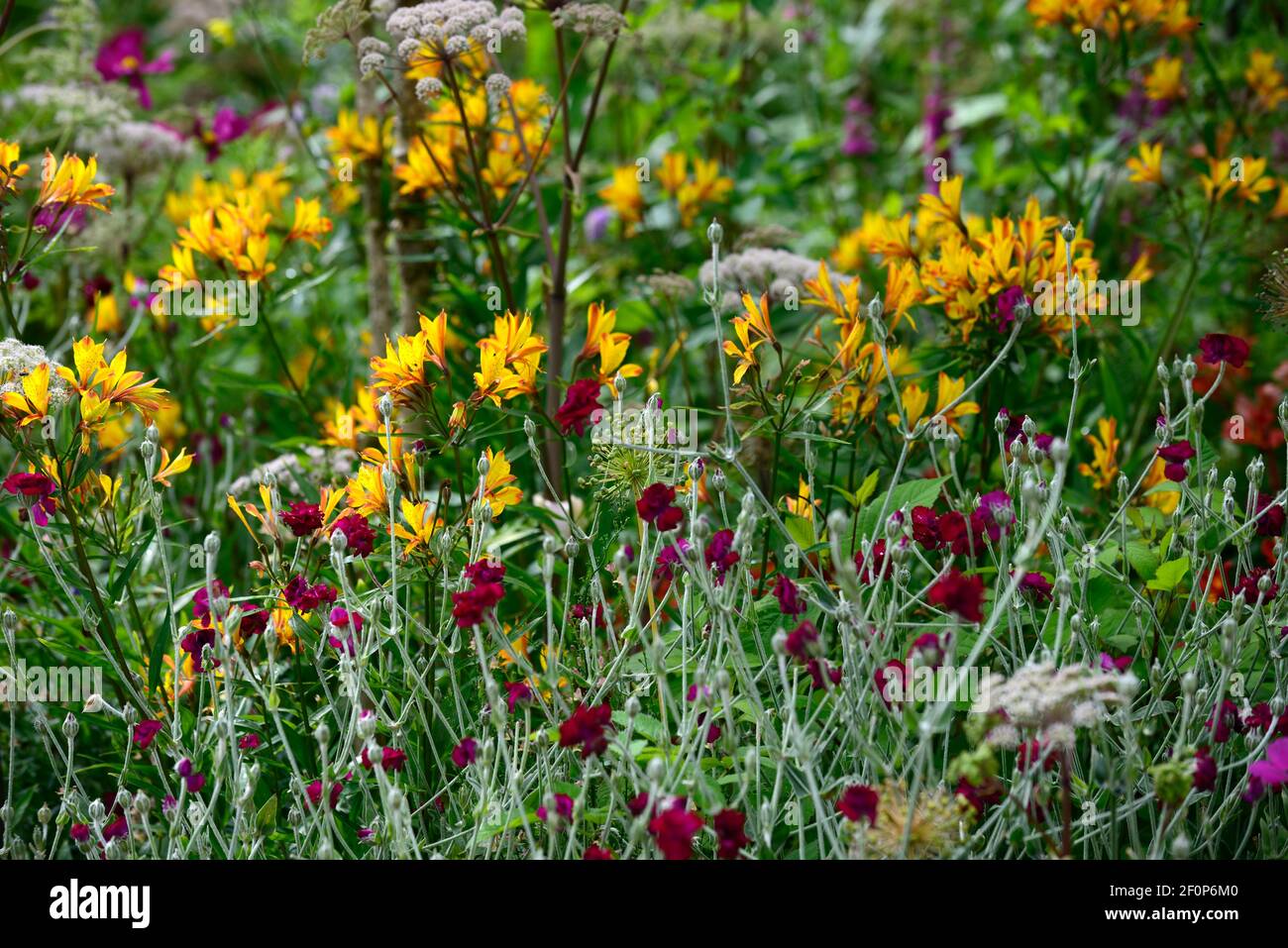 Angelica sylvestris purpurea hi-res stock photography and images - Alamy