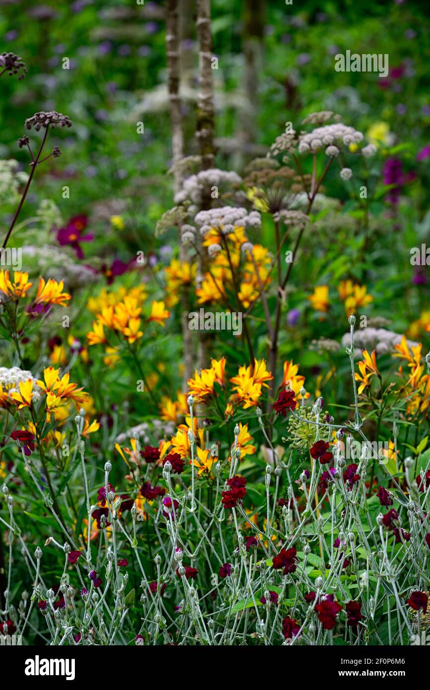 Angelica sylvestris purpurea hi-res stock photography and images - Alamy