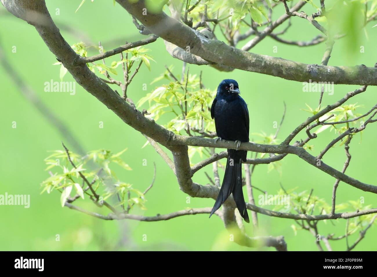Black Drongo Bird Is Sitting On A Tree Branch Stock Photo - Alamy