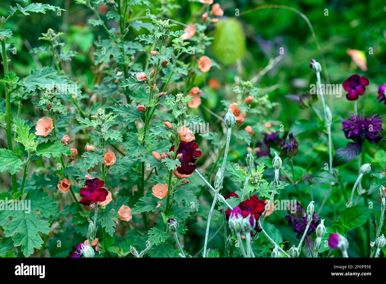 Sphaeralcea Childerley,globe mallow Childerley,apricot orange flowers ...