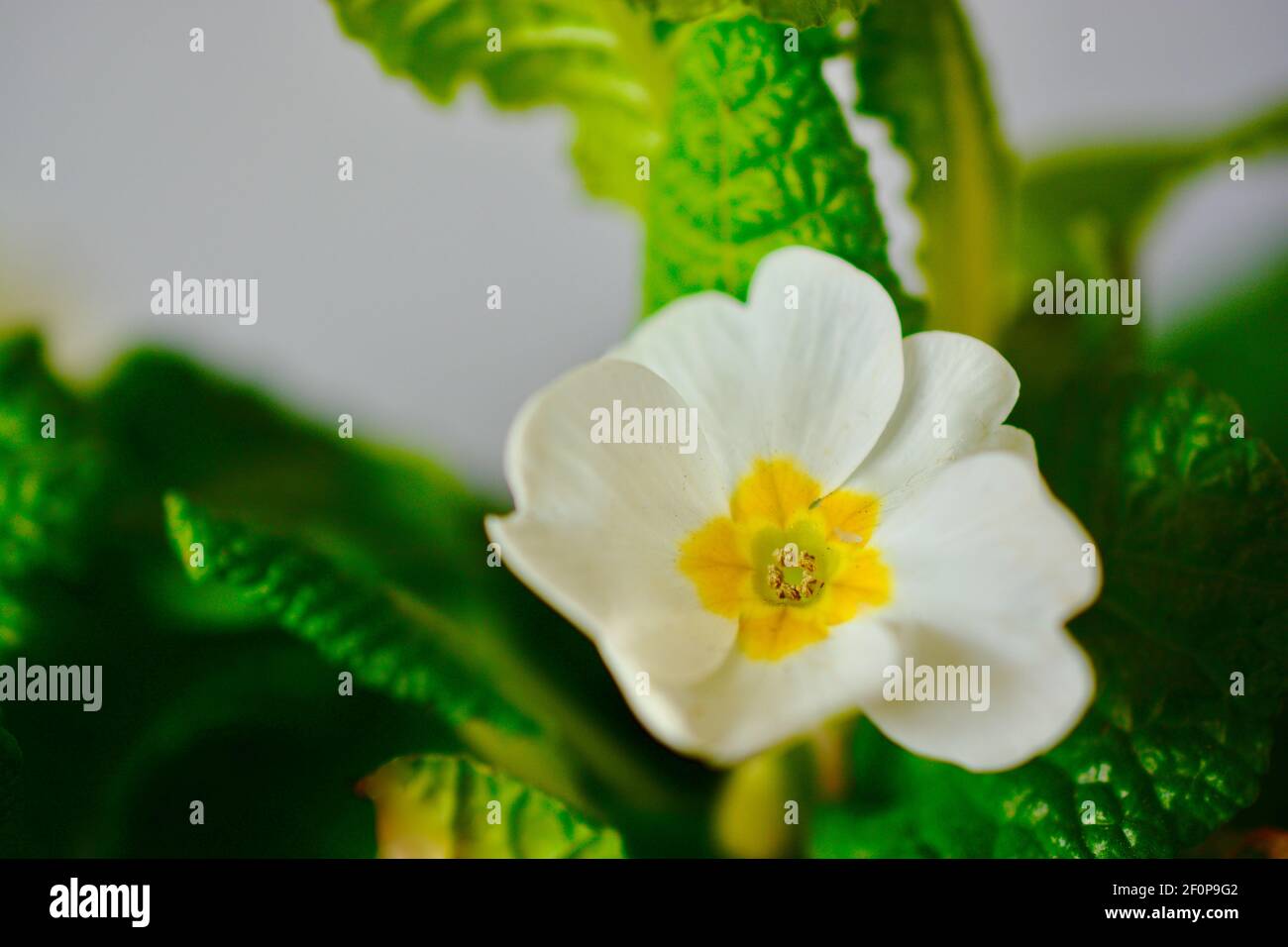Aesthetic, extreme close up of white defocused primrose Stock Photo - Alamy
