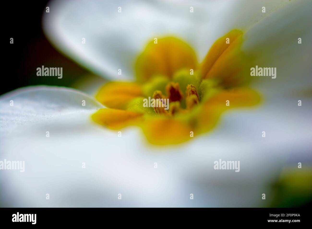 Aesthetic, extreme close up of white defocused primrose Stock Photo - Alamy