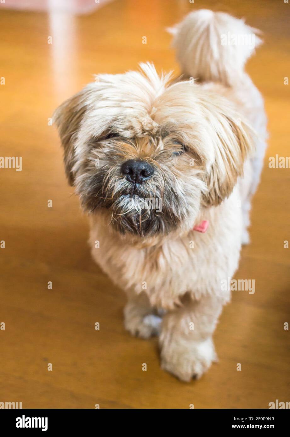 Havanese dog hi-res stock photography and images - Alamy
