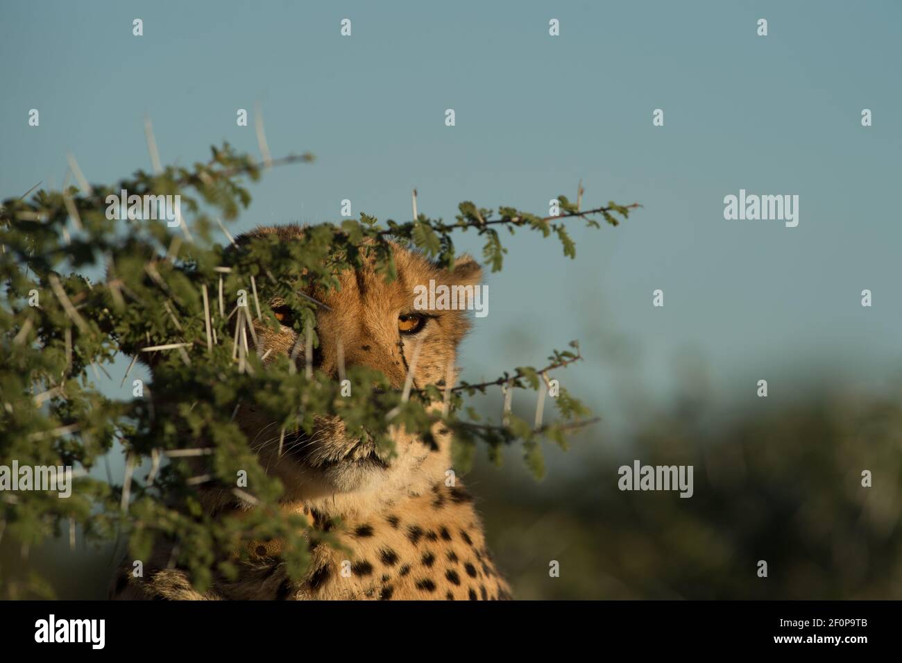 Cheetah family africa hi-res stock photography and images - Alamy
