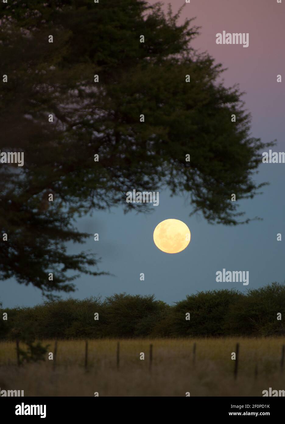 full moon floating in night sky in Namibia Africa with tree and bush ...