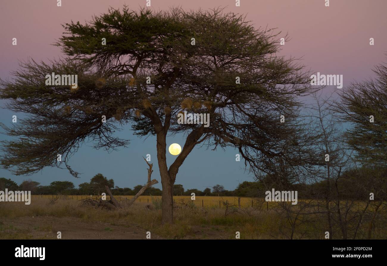 full moon floating in night sky in Namibia Africa with tree and bush ...