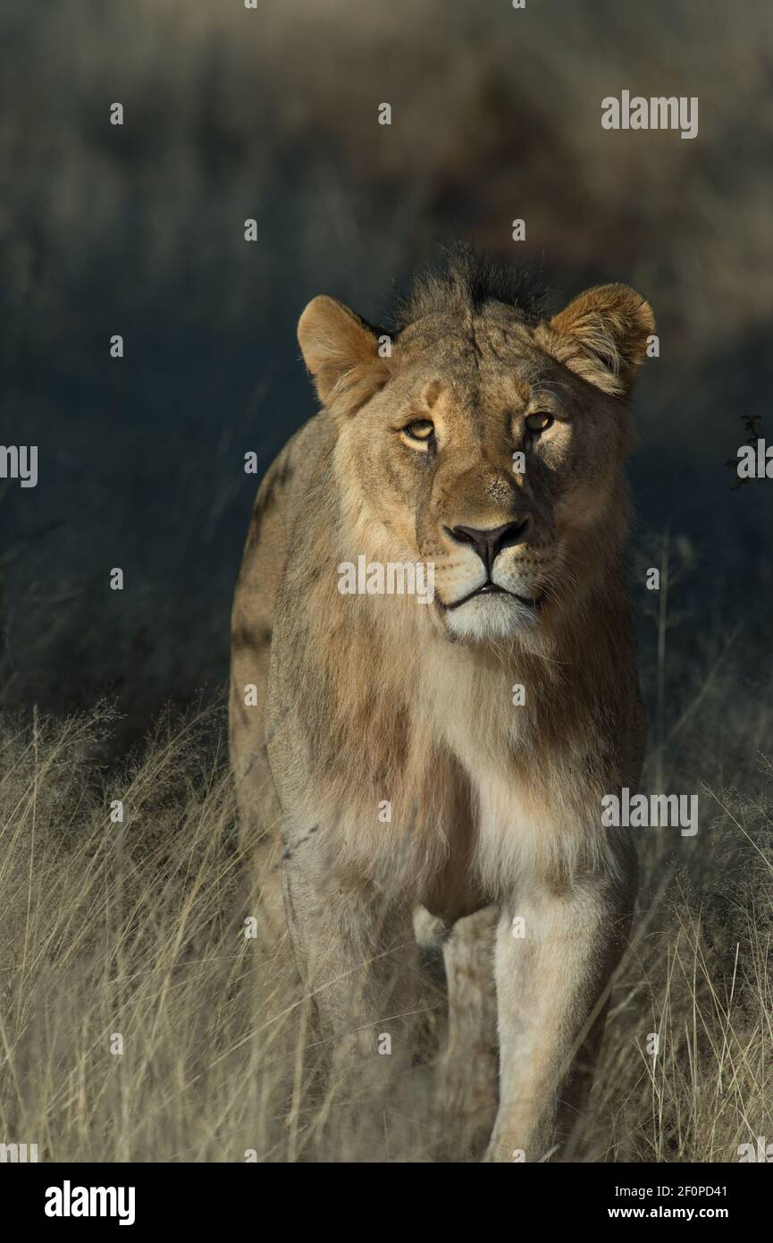 female lion or lioness Panthera Leo spotted on jeep safari on African ...