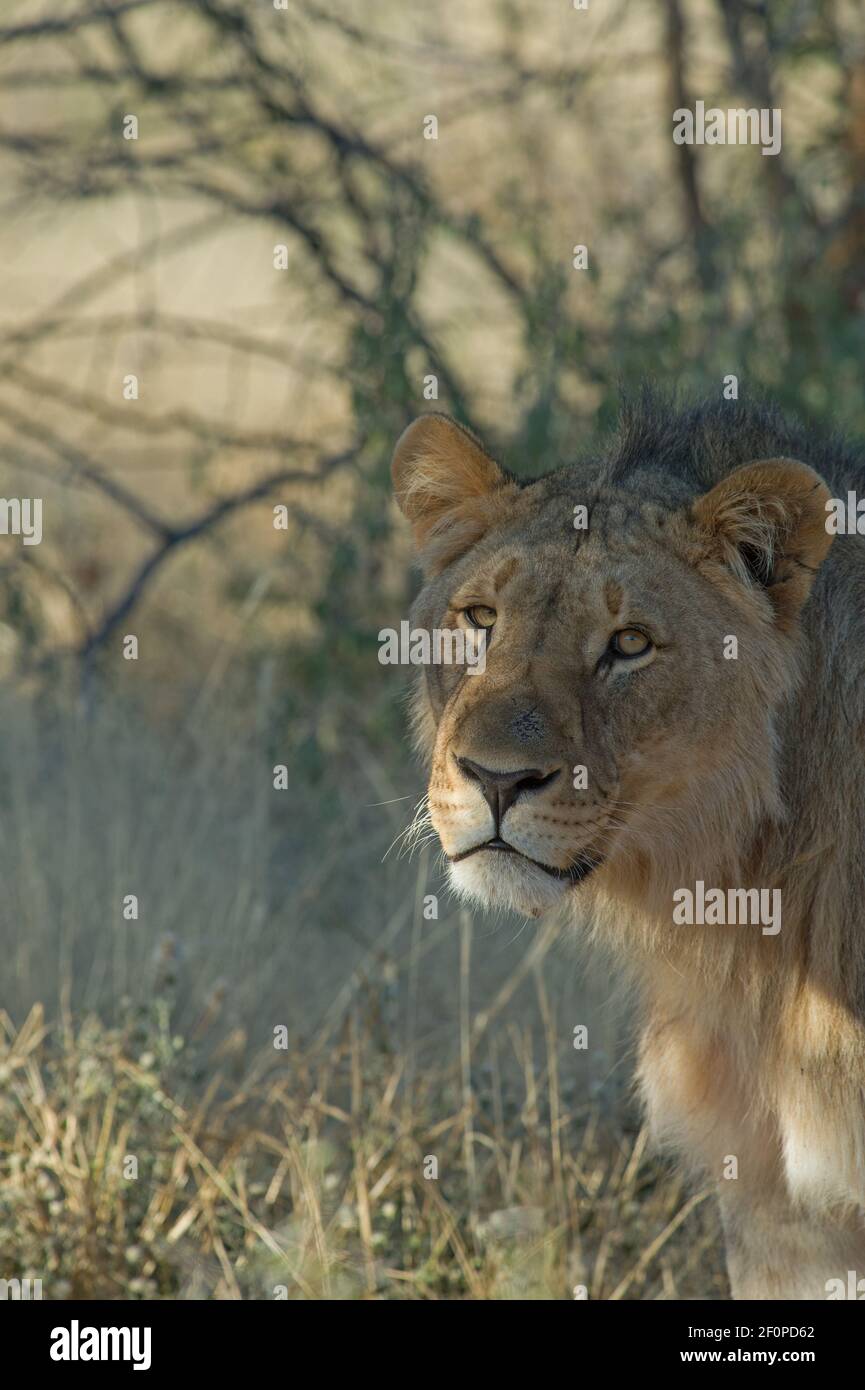 female lion or lioness Panthera Leo spotted on jeep safari on African ...