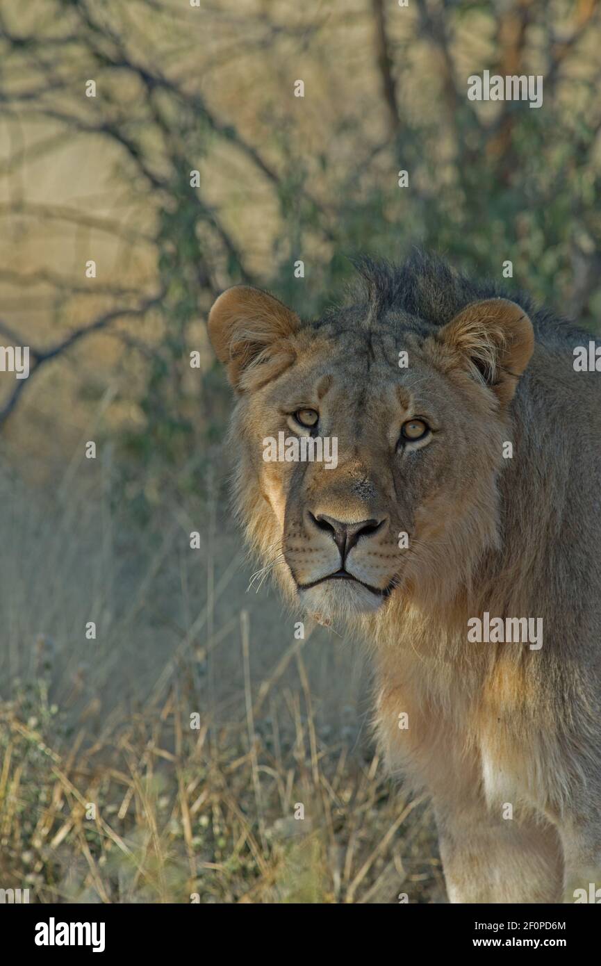 female lion or lioness Panthera Leo spotted on jeep safari on African ...