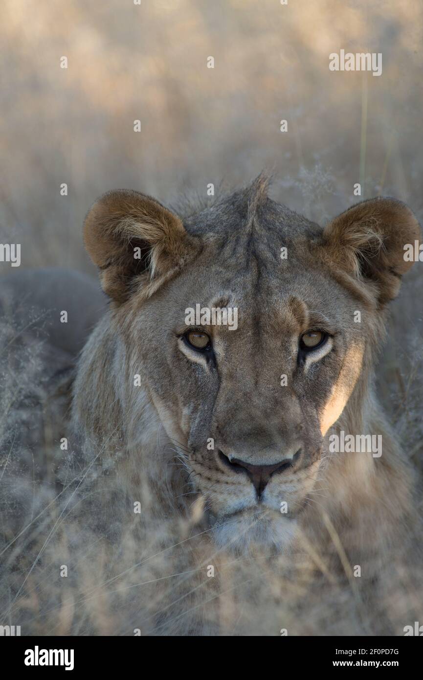 female lion or lioness Panthera Leo spotted on jeep safari on African ...