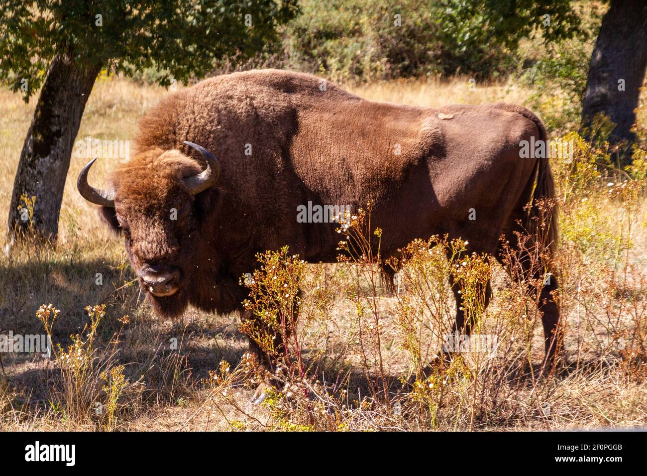 A big bison standing by some trees in a field Stock Photo - Alamy
