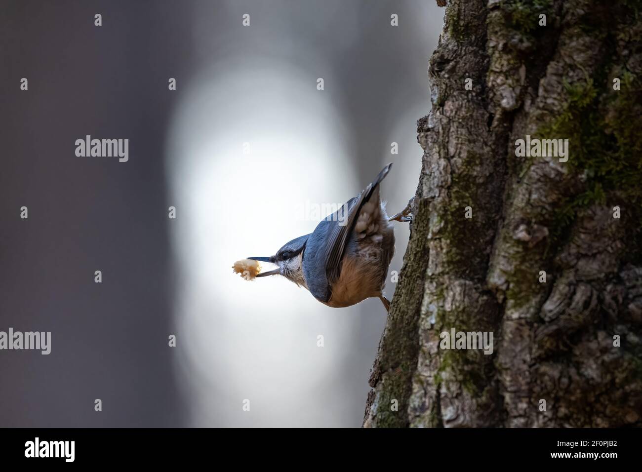 Eurasian nuthatch, Wood nuthatch, Sitta europaea, clinging to a branch ...