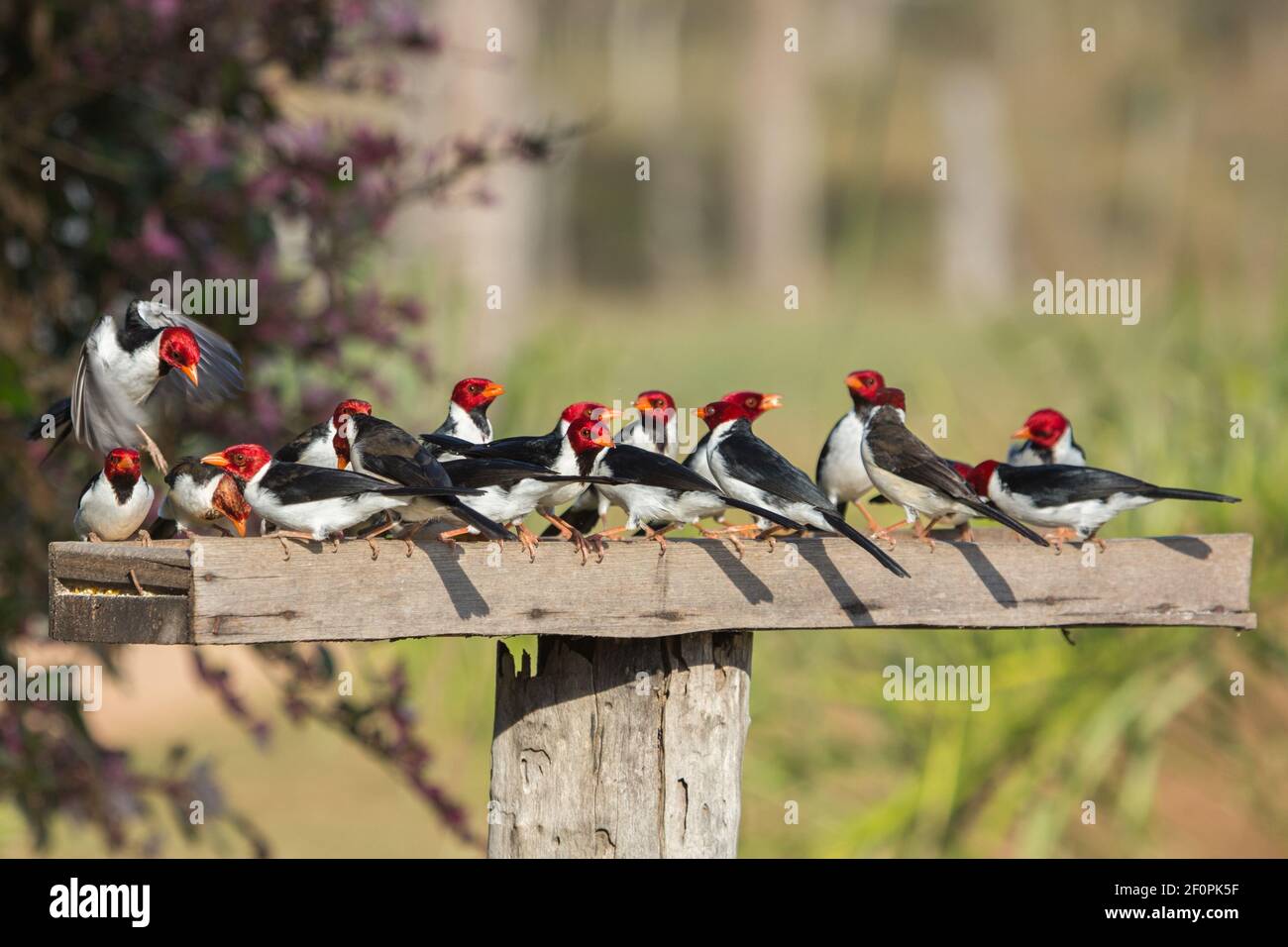 Yellow billed cardinals paroaria capitata hi-res stock photography and ...