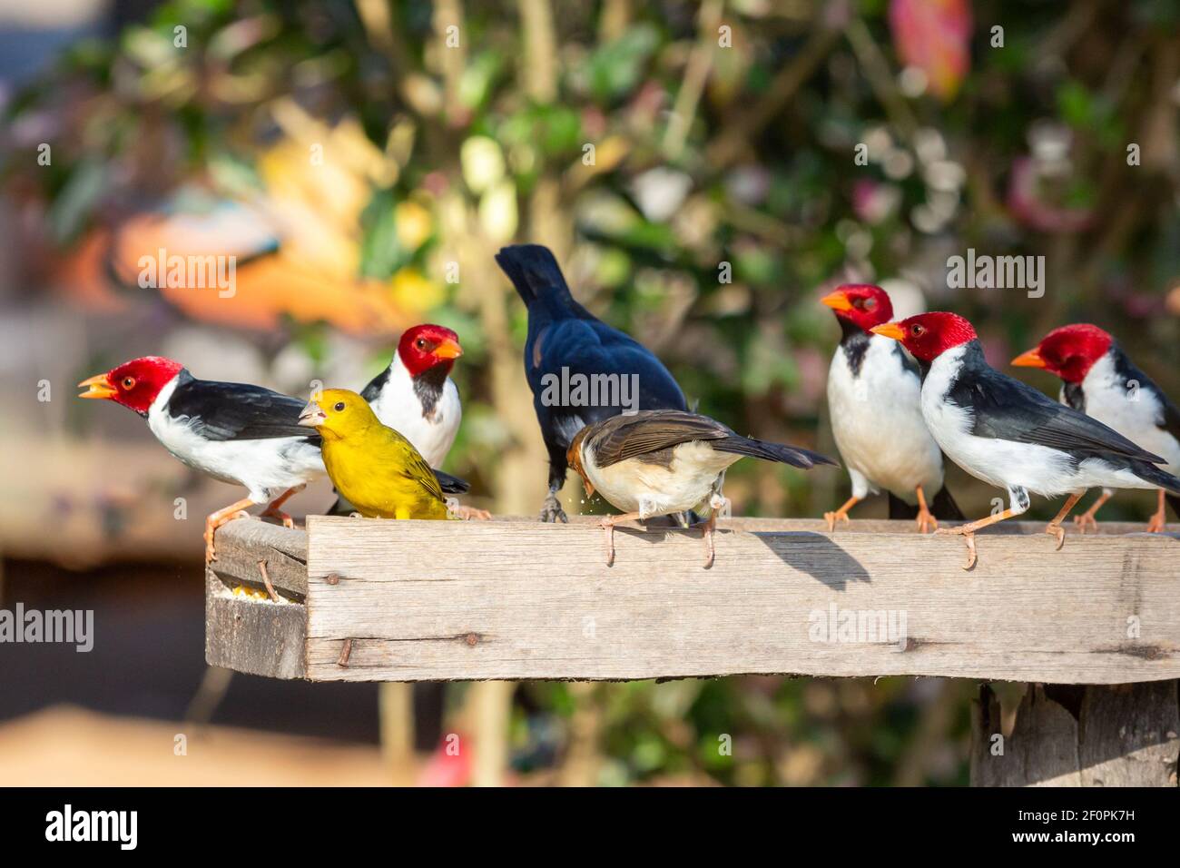 Brazilian yellow billed cardinal hi-res stock photography and images ...
