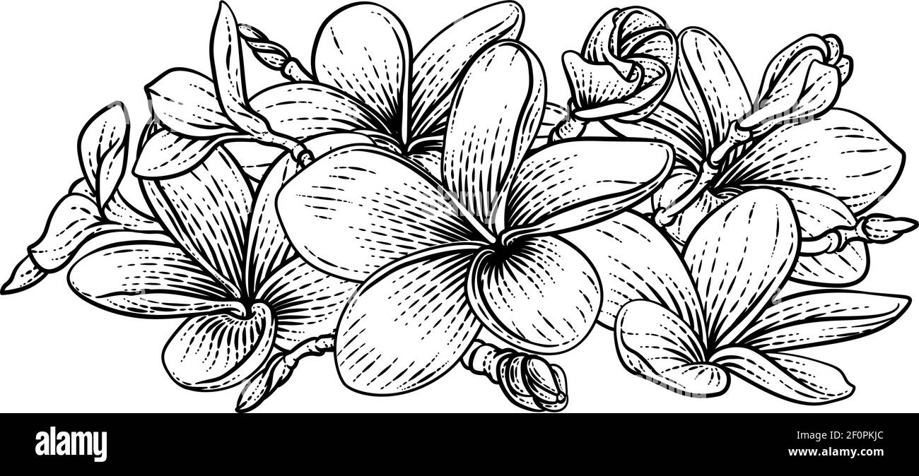 Bali flowers plumeria flowers bali hi-res stock photography and images ...