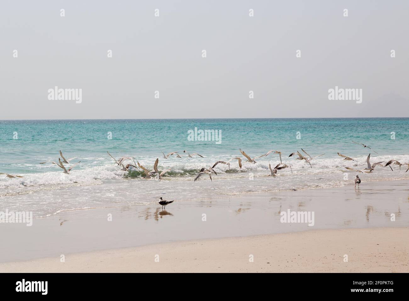 In oman arabic sea sandy beach Stock Photo - Alamy