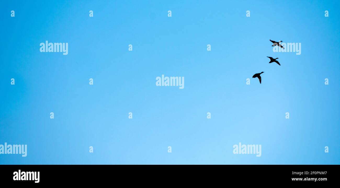 Three birds flying hi-res stock photography and images - Alamy