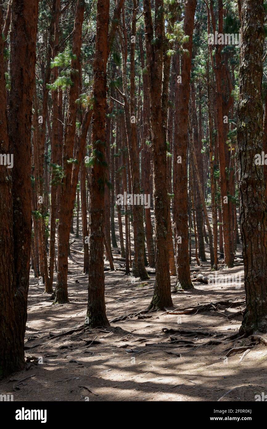Pine Forest India High Resolution Stock Photography and Images - Alamy