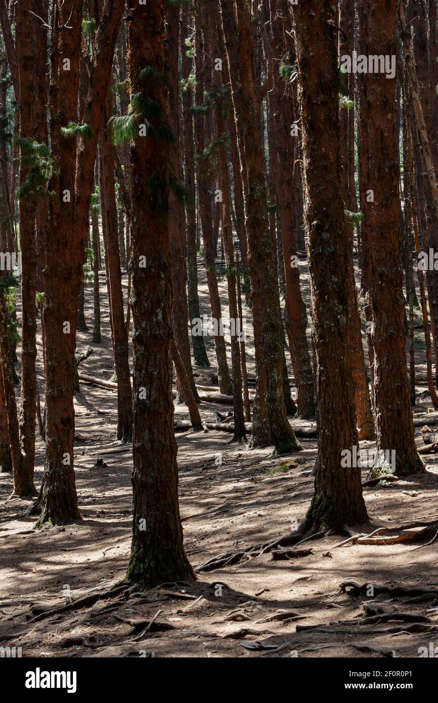 Pine Tree Forest in Kodaikanal, Tamil Nadu, India Stock Photo - Alamy