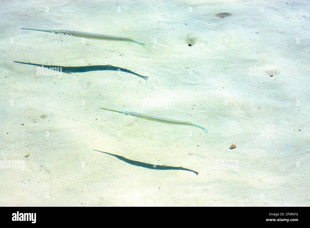 Fish isla contoy mexico foam the sunny Stock Photo - Alamy