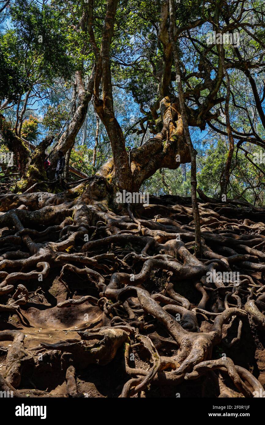 Exposed roots of an old tree at Guna Caves, Kodaikanal, Tamil Nadu ...