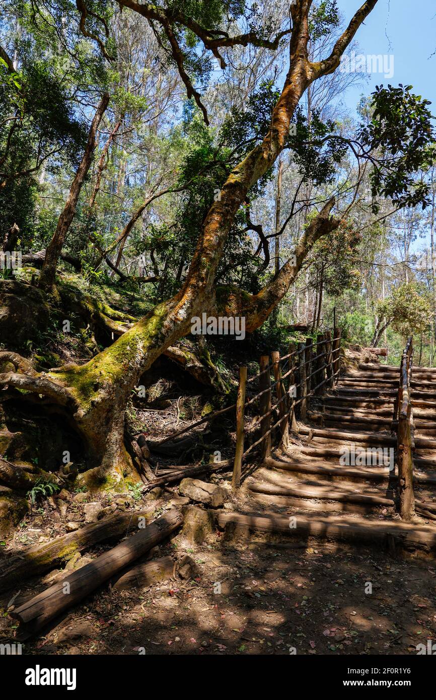 Exposed roots of an old tree at Guna Caves, Kodaikanal, Tamil Nadu ...