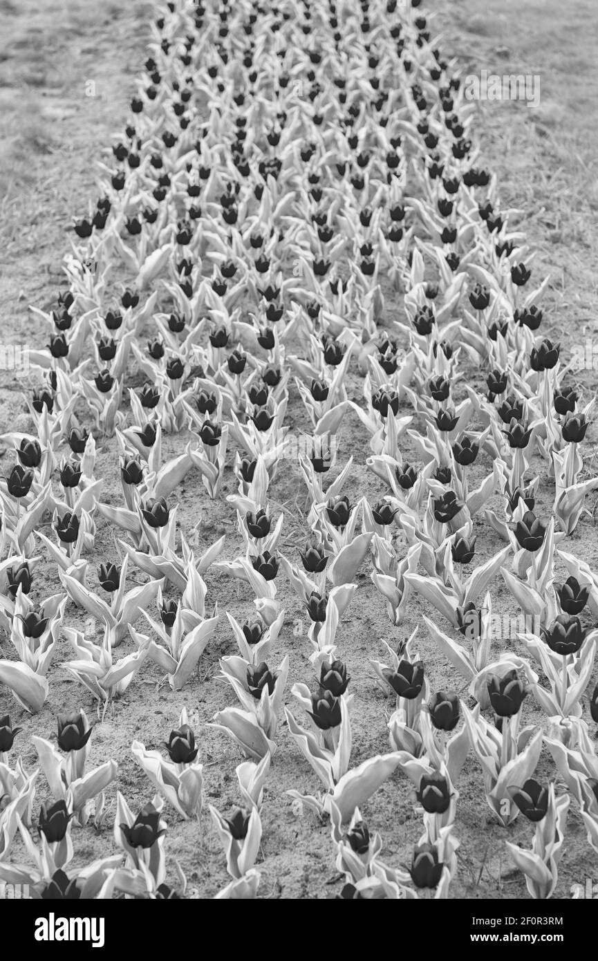 Agriculture netherlands greenhouse Black and White Stock Photos ...