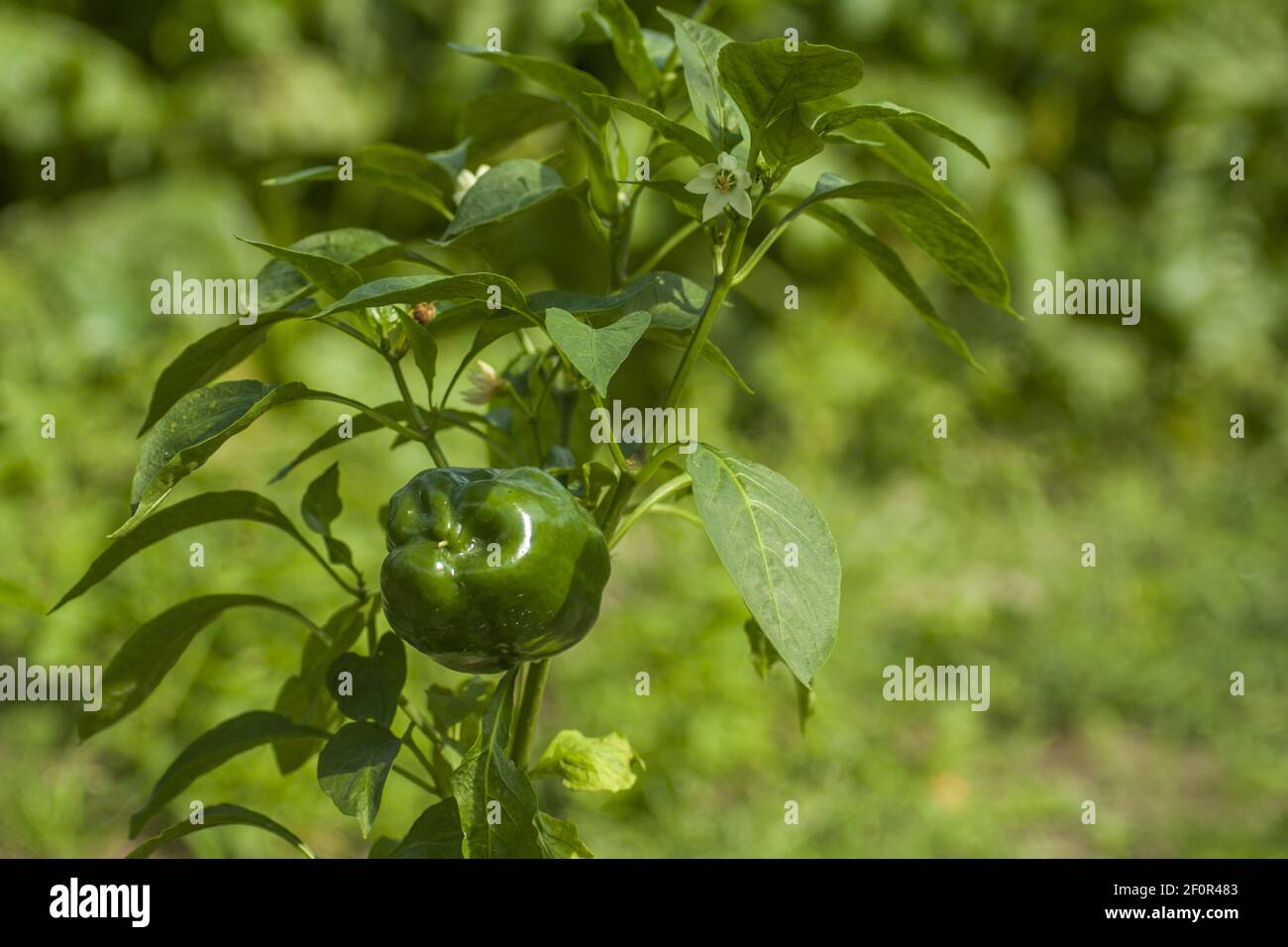 Green pepper growing on a bush in an equally green vegetable garden ...