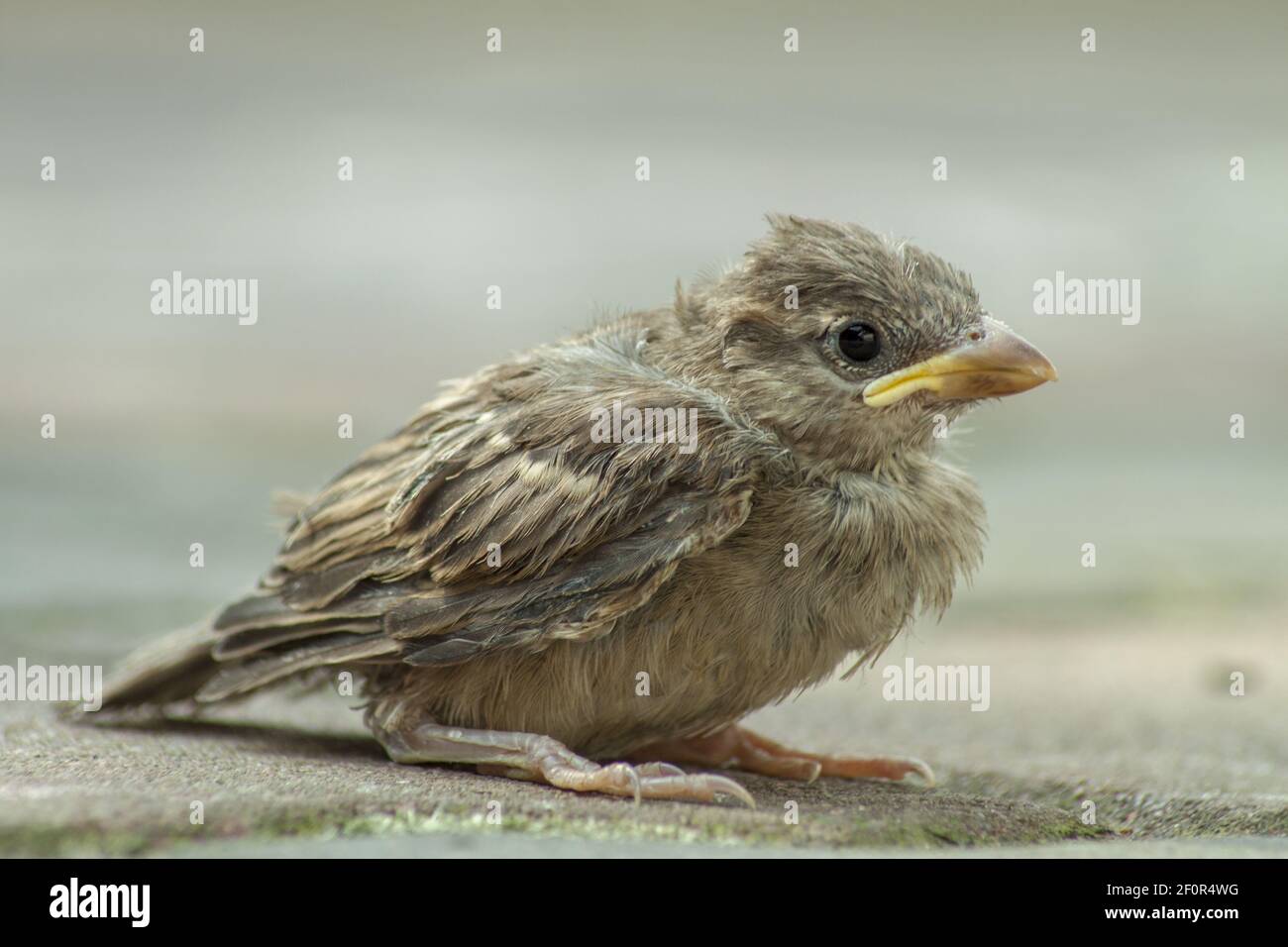 A young sparrow that has fallen out of the nest and is lying ...