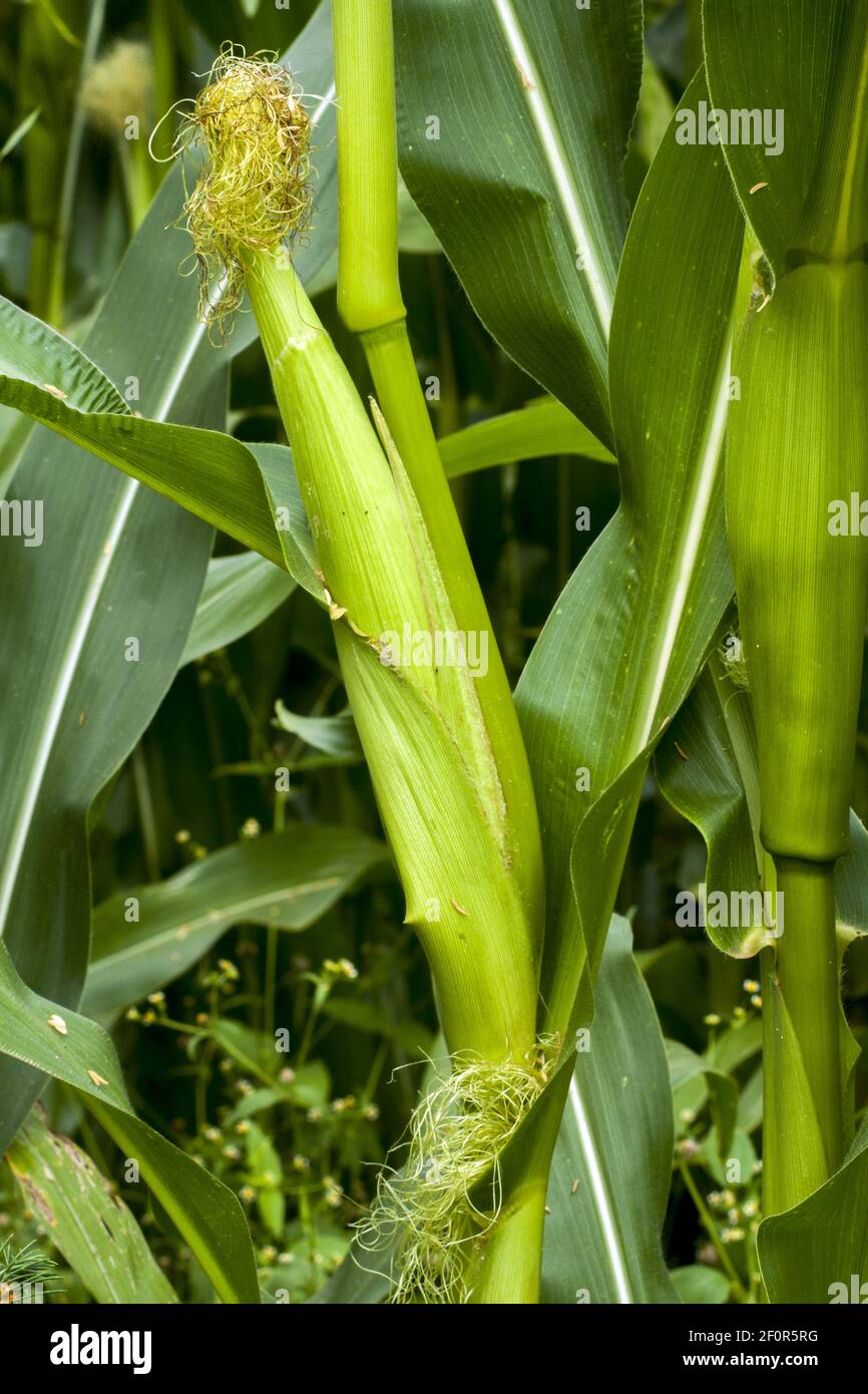 Young, unripe corn growing on a bush in a cornfield. Corn has hard and ...