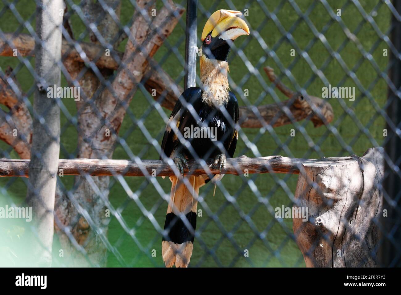 Great pied hornbill hi-res stock photography and images - Alamy