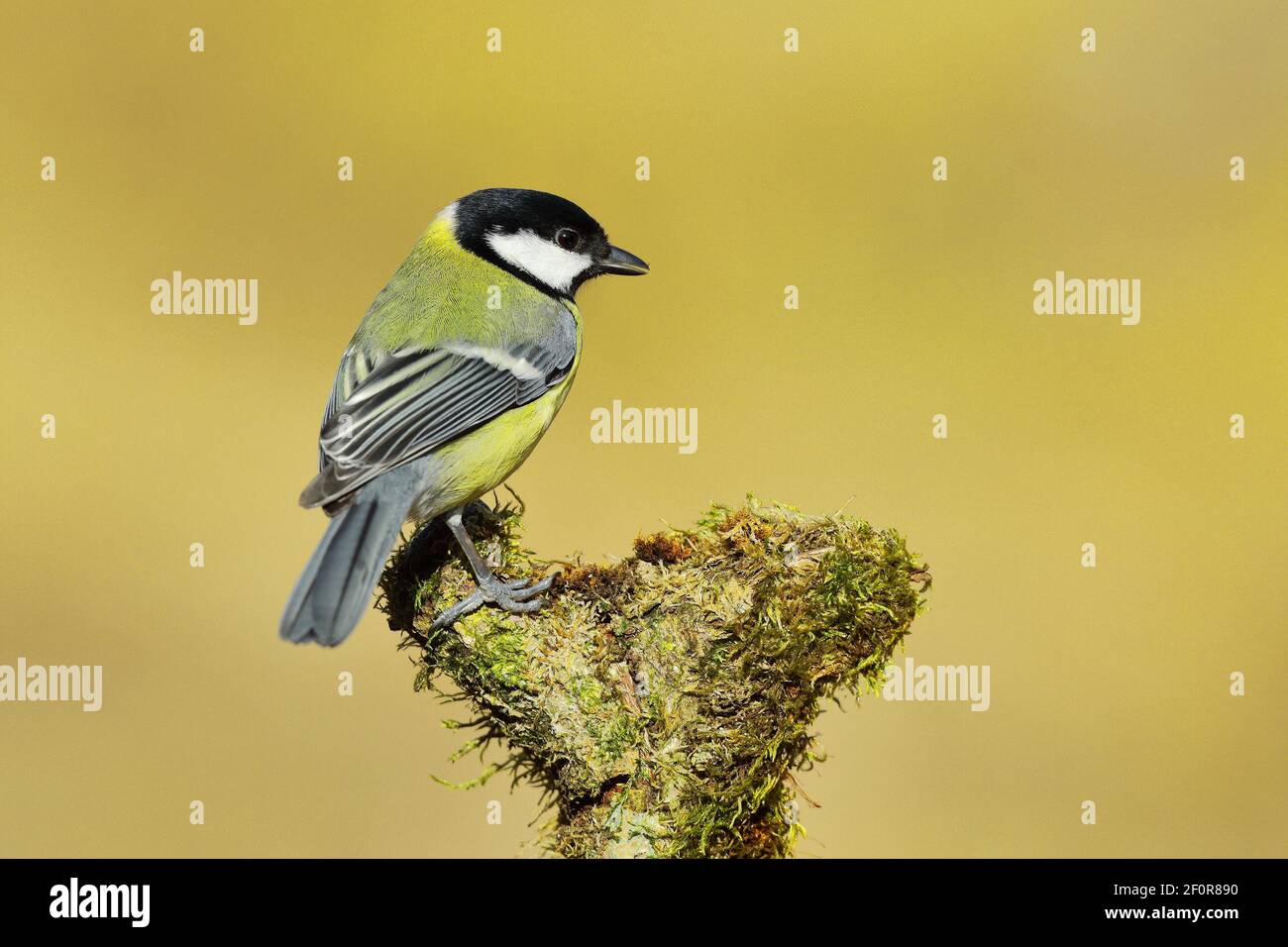 Great tit (Parus major), male on a branch covered with moss ...