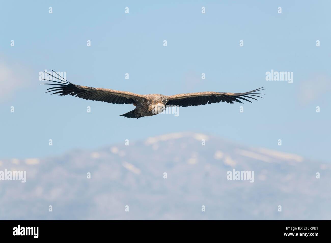 Griffon vulture (Gyps fulvus), in flight, Crete, Greece Stock Photo - Alamy