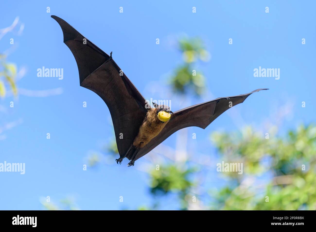 Pteropus medius hi-res stock photography and images - Alamy