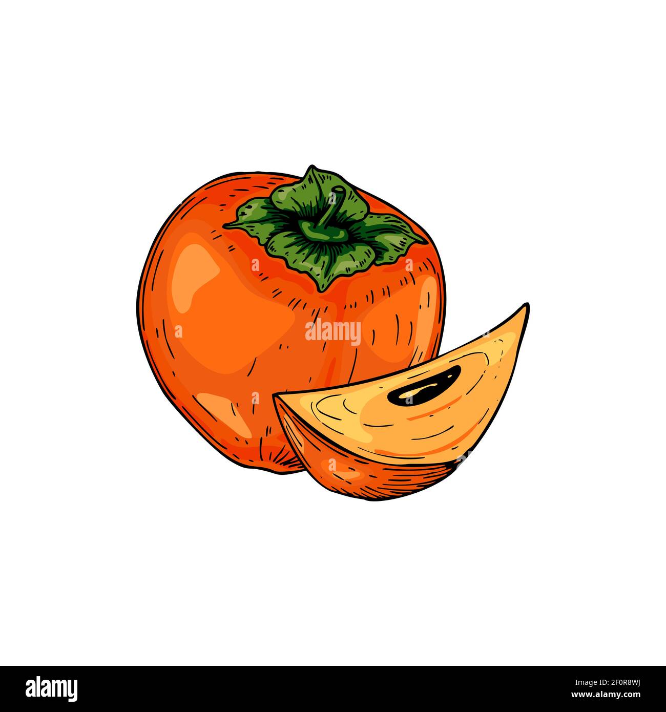 Hand drawn persimmon fruit with a slice isolated on white background ...