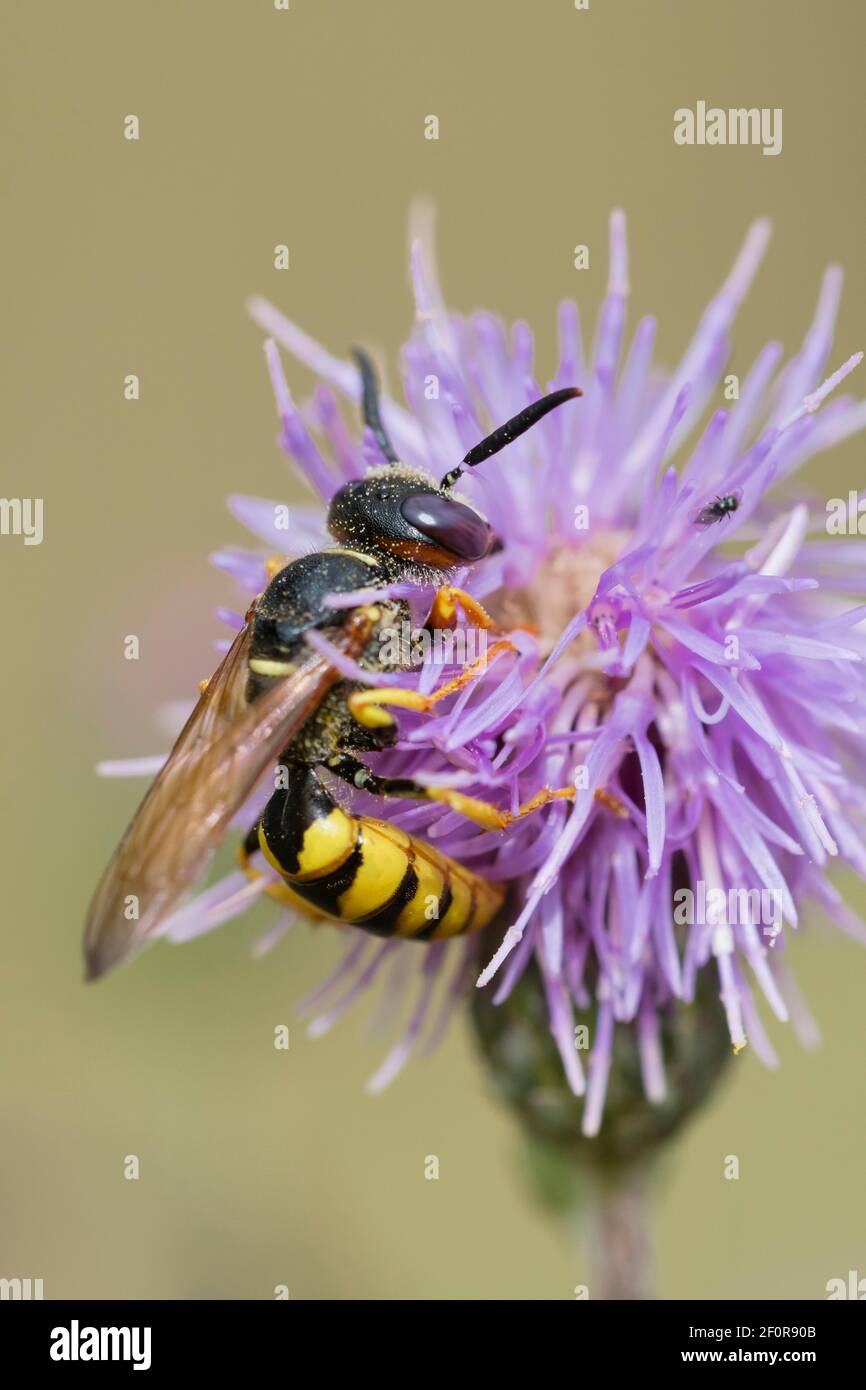 European beewolf (Philanthus triangulum), at flower, Lower Saxony ...