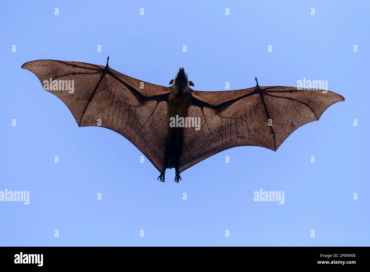 Megabat hi-res stock photography and images - Alamy