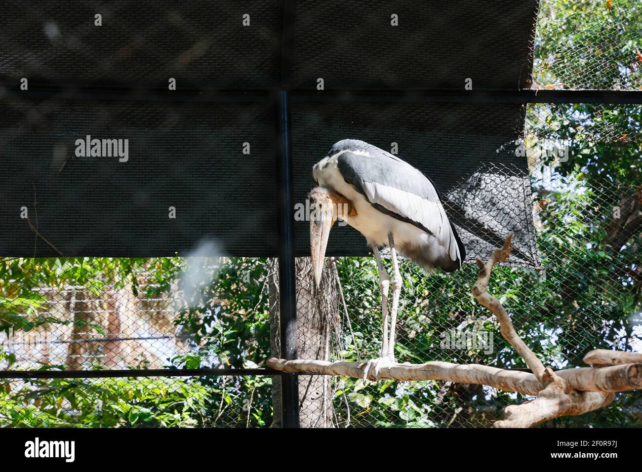 Lesser adjutant stork at Mysore Zoo, Mysuru, Karnataka, India Stock ...