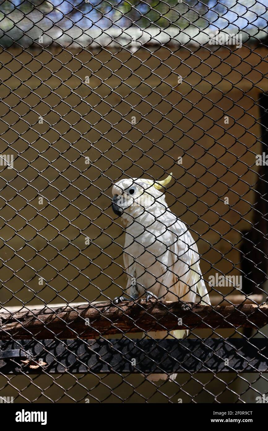 Yellow-crested cockatoo at Mysore Zoo, Mysuru, Karnataka, India Stock ...