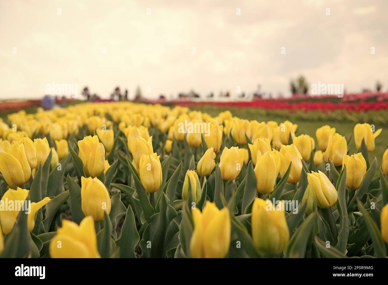 spring landscape park. country of tulip. beauty of blooming field ...
