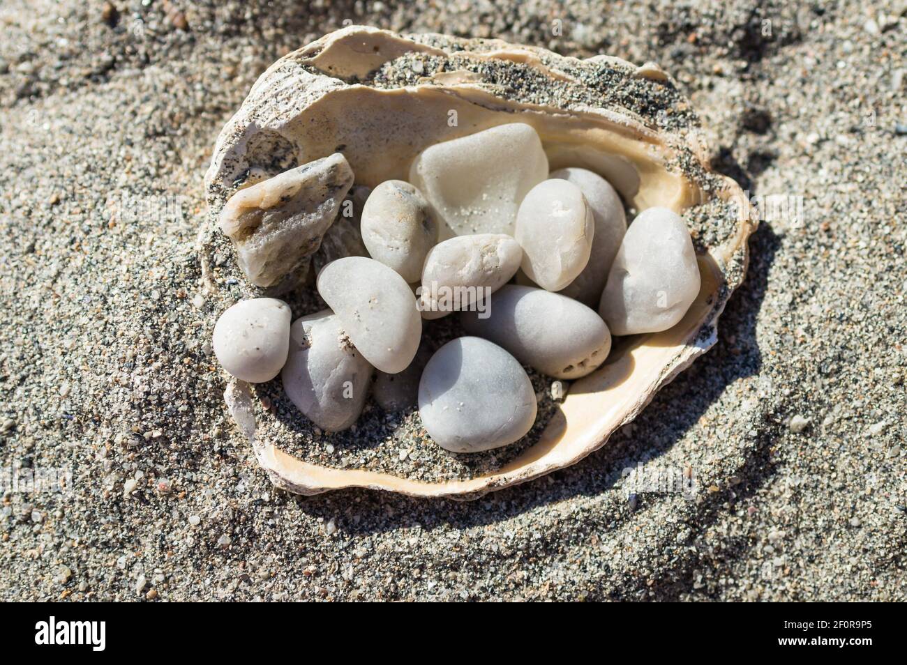 Shell isolated sand hi-res stock photography and images - Alamy