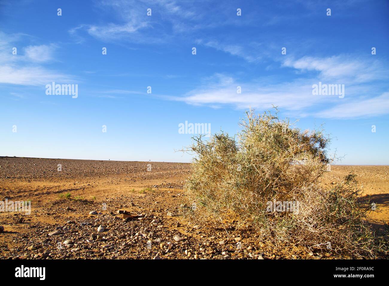 Bush in the desert sahara africa dune Stock Photo - Alamy