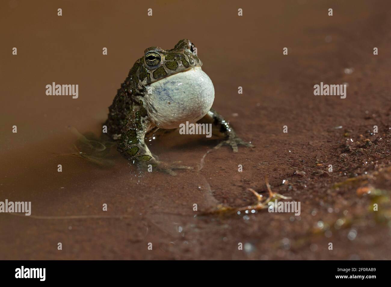 European green toad (Bufo viridis) during courtship with inflated bell ...