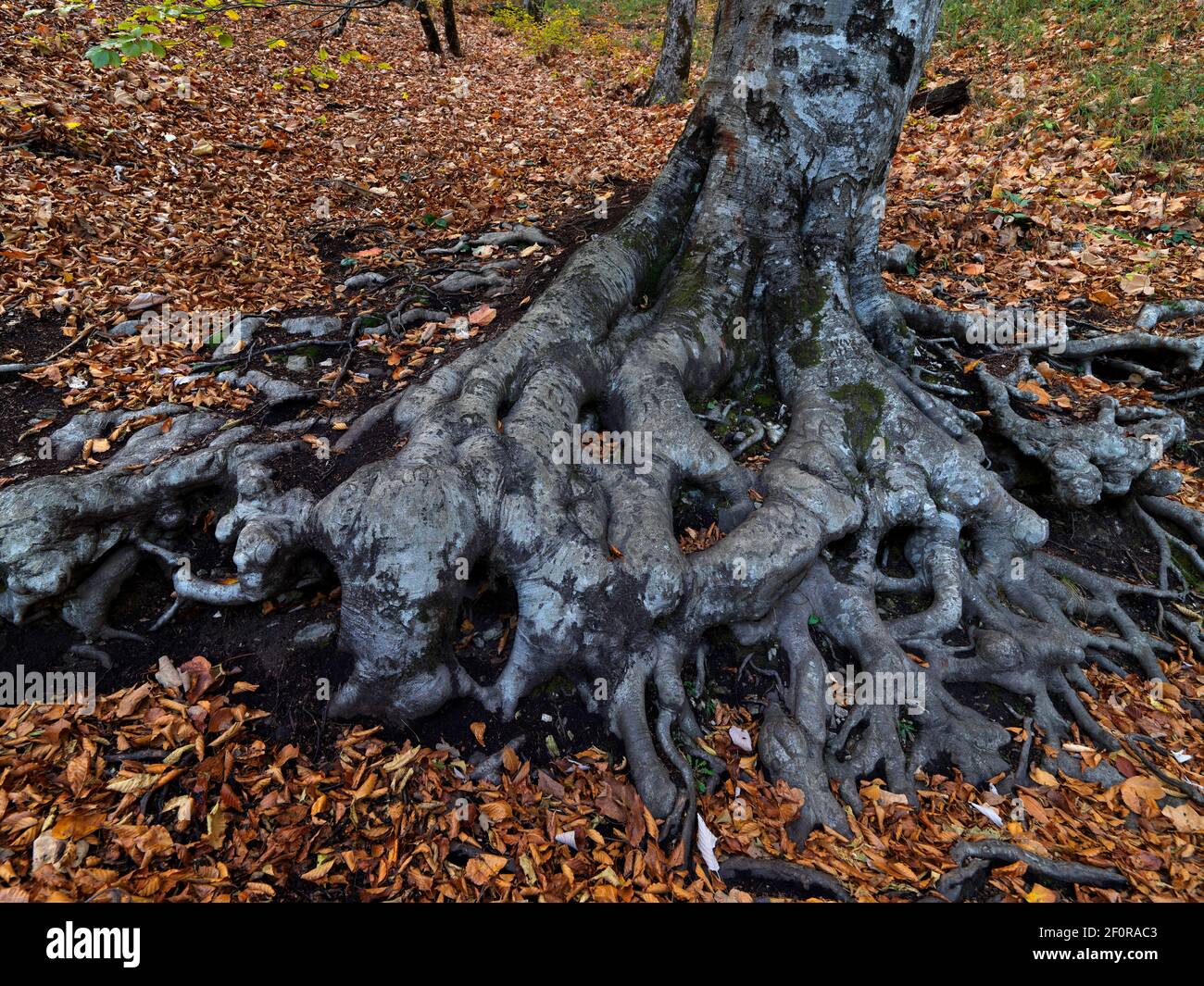 Mighty rootstock, beech, in autumn, beech leaves, Plitvice Lakes ...