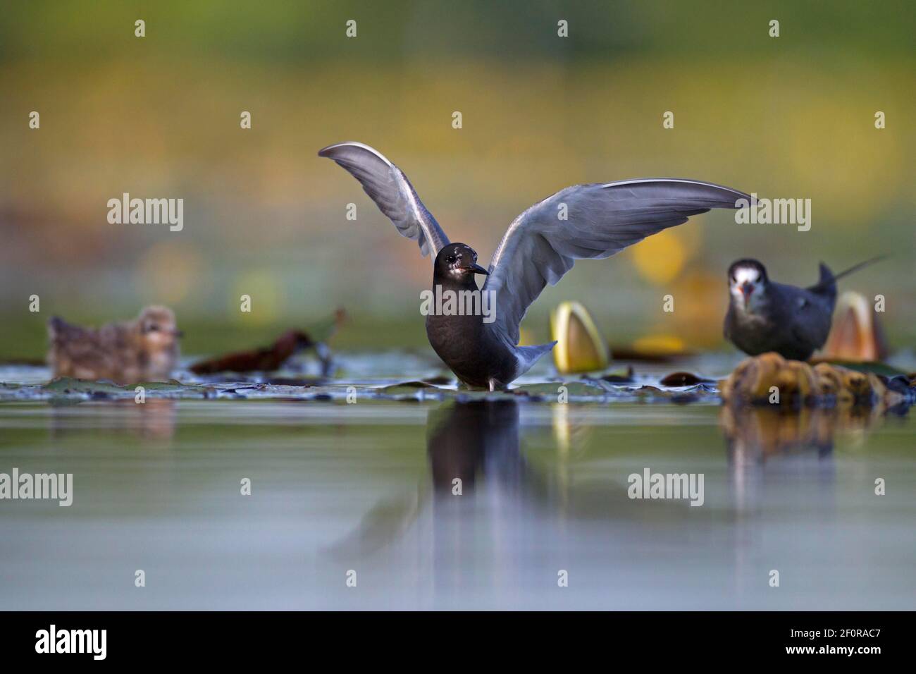 Black tern (Chlidonias niger) with young bird on lily pads, endangered ...