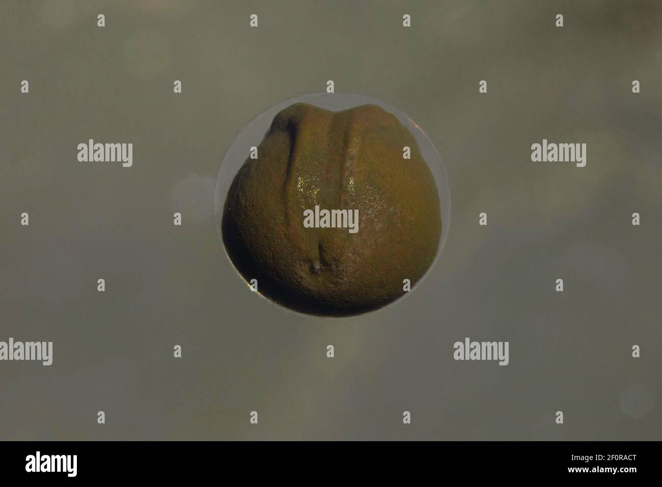 Common frog (Rana temporaria), early stage of embryo development with ...