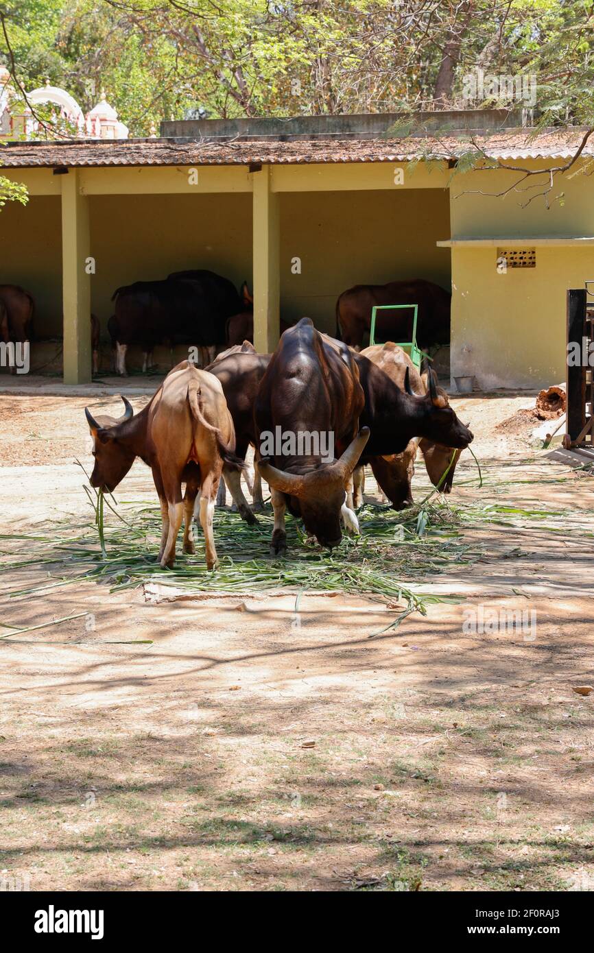 Gaurs also known as Indian bisons at Mysore Zoo, Mysuru, Karnataka ...