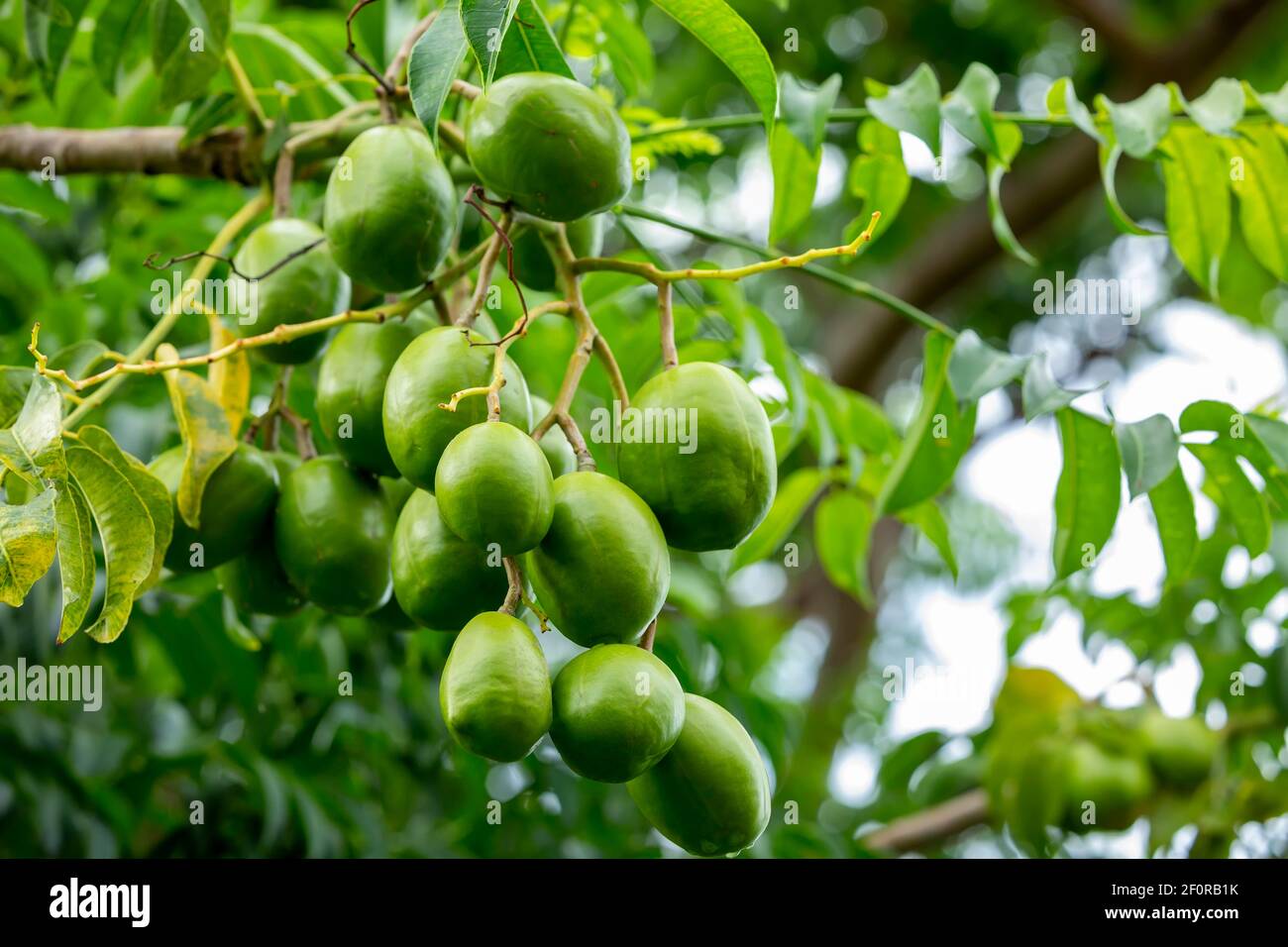 Hog Plum