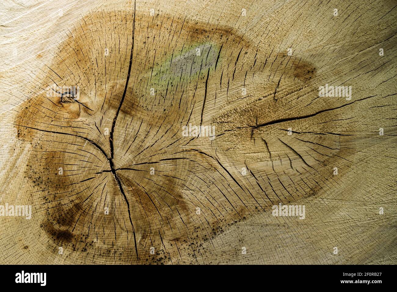 Tree slice with cracks in the wood, Baden-Wuerttemberg, Germany Stock ...