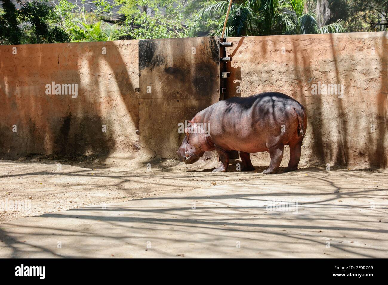 Hippopotamus at Mysore Zoo, Mysuru, Karnataka, India Stock Photo - Alamy